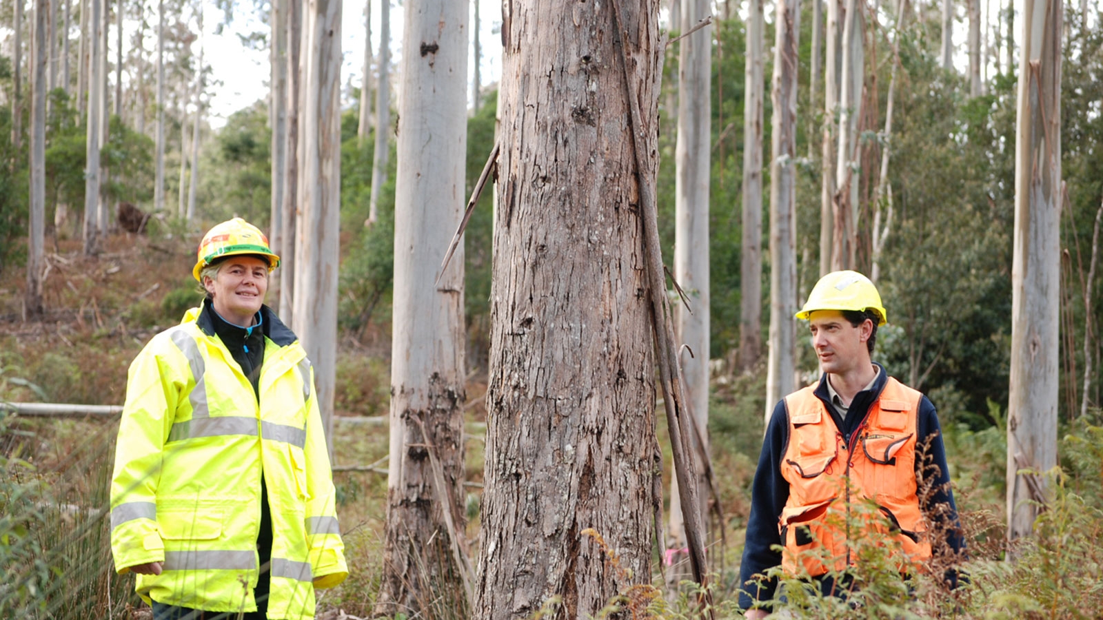 Understanding our forests | Sustainable Timber Tasmania