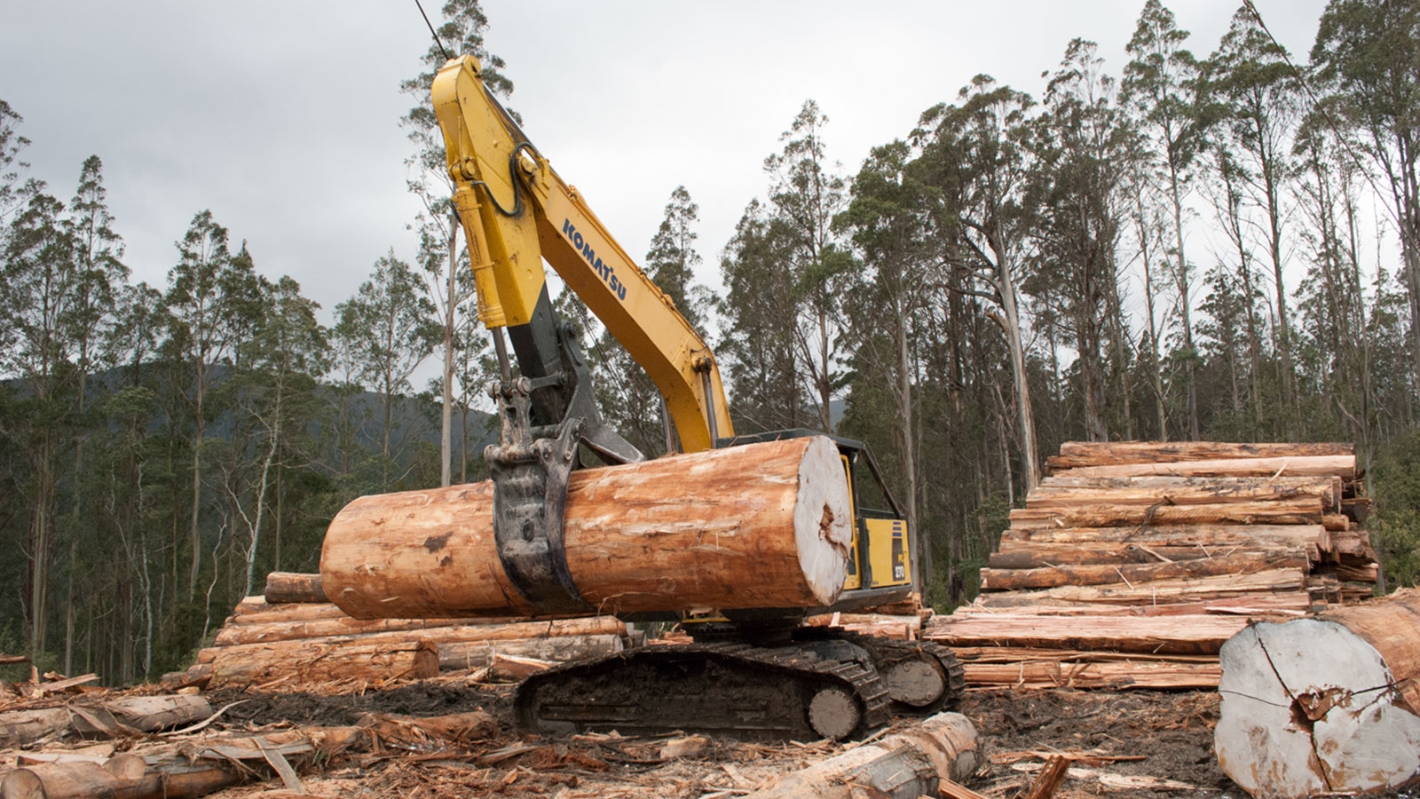 Forest operations and management | Sustainable Timber Tasmania