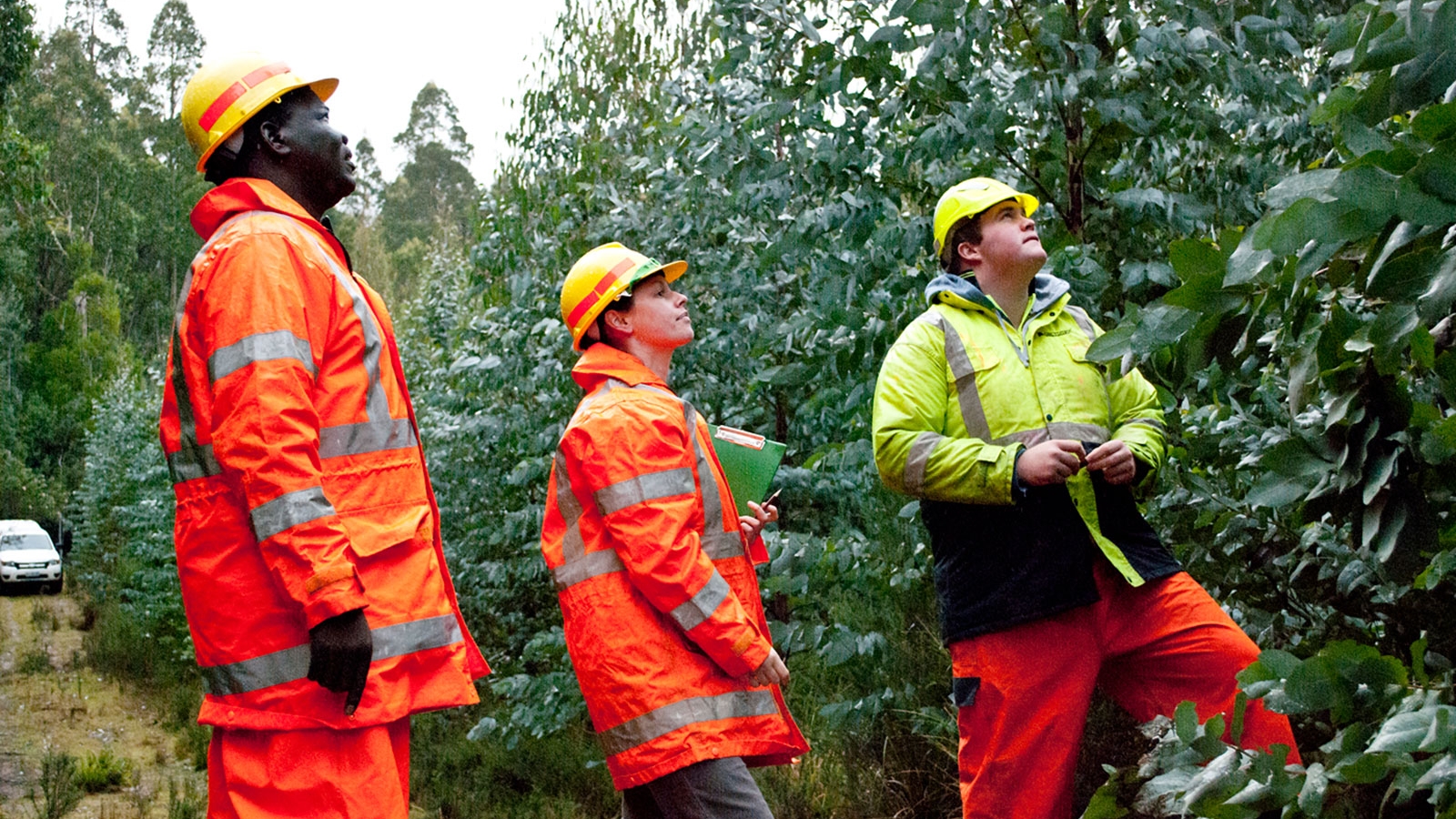 Managing forest values | Sustainable Timber Tasmania